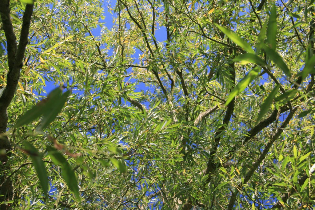 Plant A Tree – Living Laudato Si'